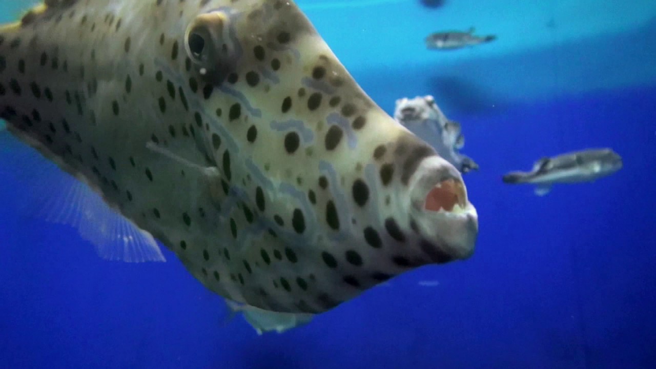 ソウシハギ Scrawled filefish,Scribbled leather jacket,Figured leather jacket ...