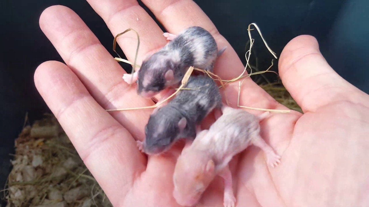 7 napos aranyhörcsög kicsik - YouTube