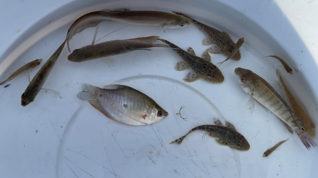 Natural small insects live under water in lake. suckermouth, tilapia ...