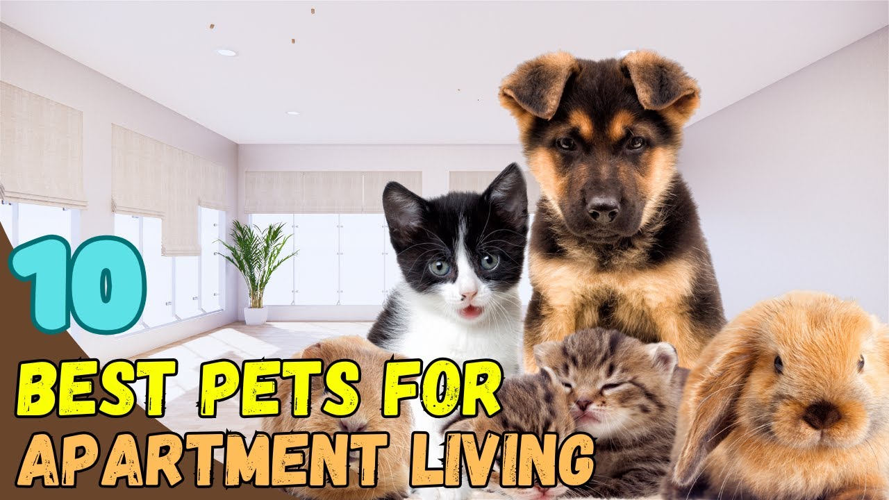Top 10 Best Pets for Apartment Living 🐾 - YouTube