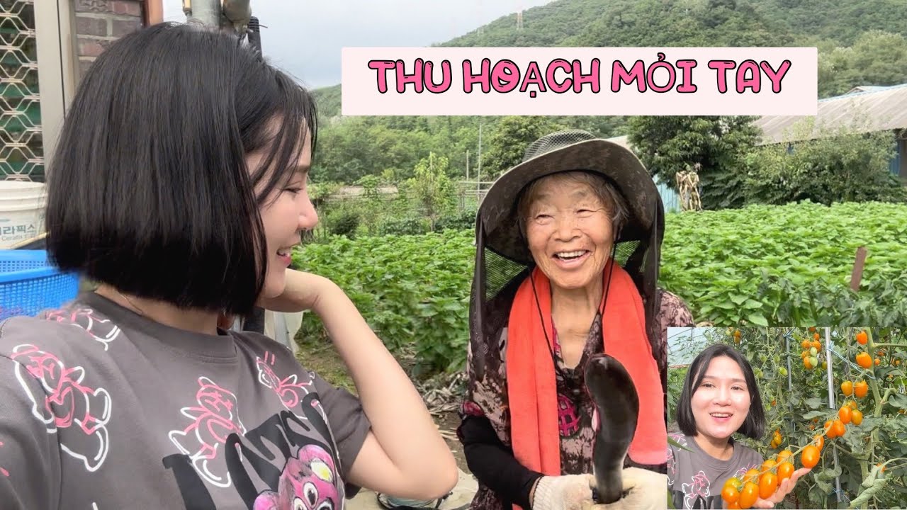 Thu hoạch nông sản cùng Mẹ Chồng: Ớt Đỏ, Cà Chua , Cà Bi, Dưa Hấu ...