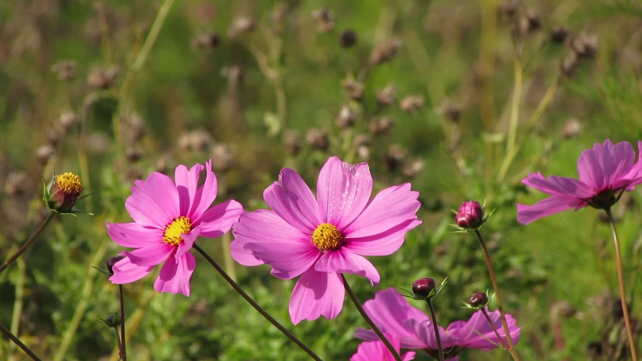 Cosmos bipinnatus 'Gloria' - YouTube