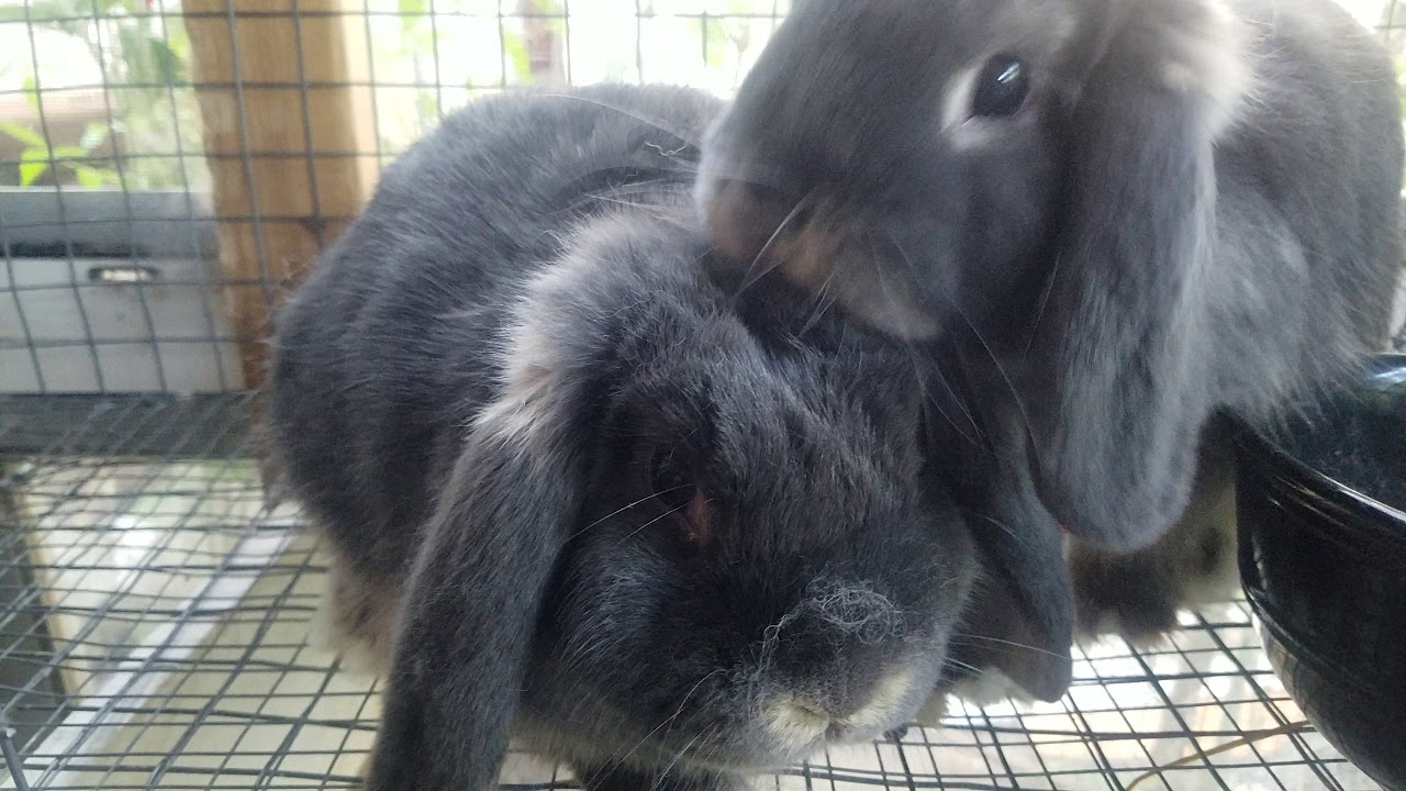 Breeding rabbits Blue Holland lop mating - YouTube