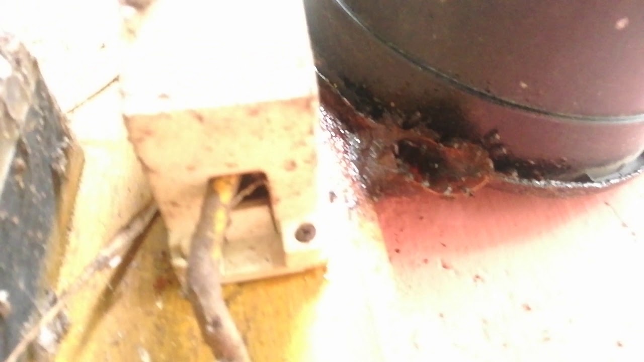 Dammar Bee Hive - YouTube