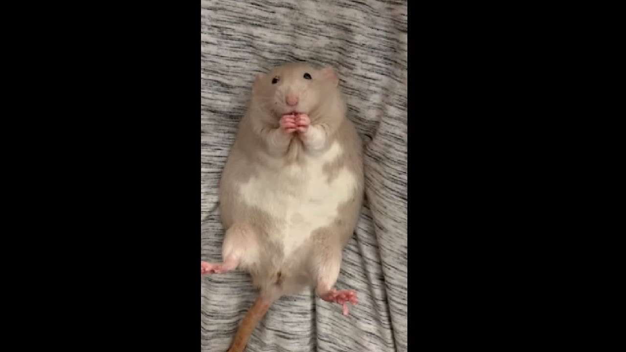 Fat Dumbo Rat Can Turn Itself So Fast - YouTube