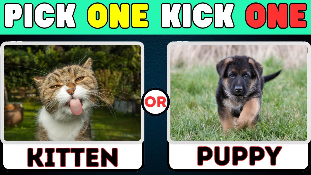Pick One Kick One- Animal Edition🦄🐰🐶🦁 #pickonekickone #quiz #quizace # ...