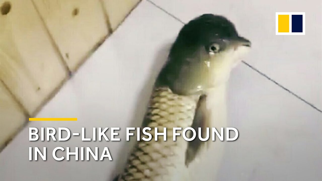 Bird-like fish found in China - YouTube