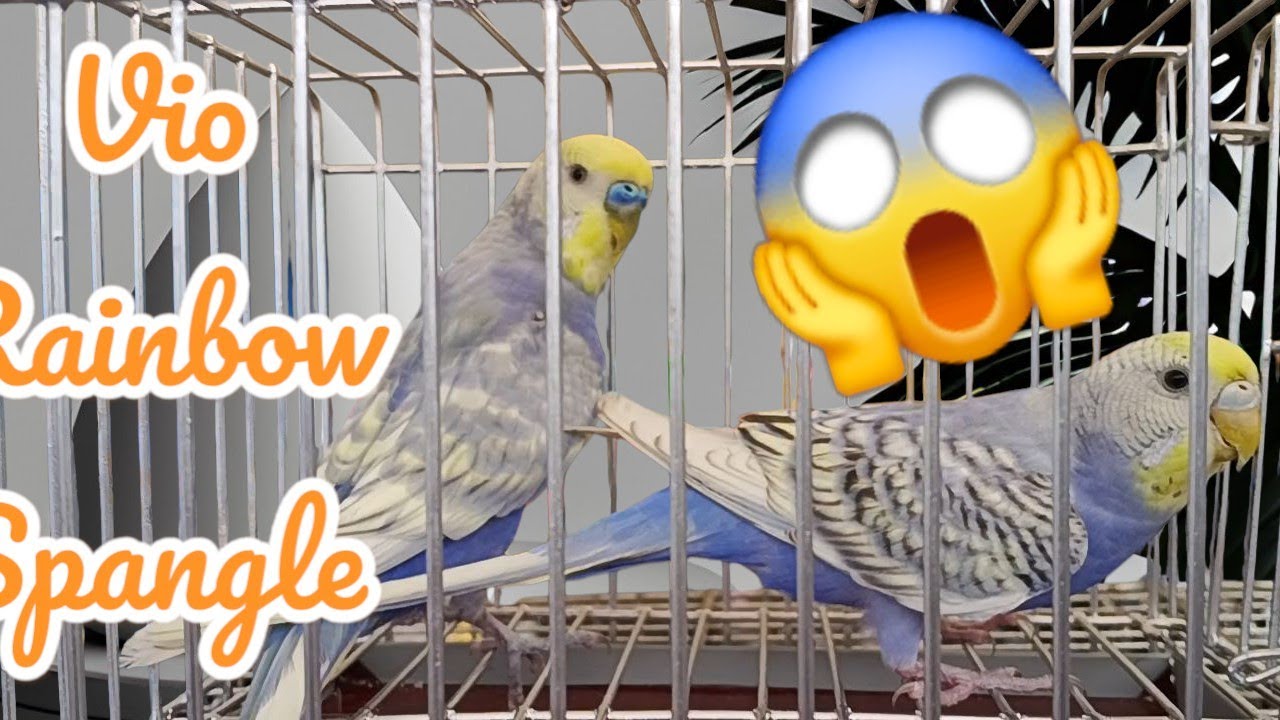 Vlog632 Vio Rainbow Spangle Ni Boss Aries Dito Malabon Pet Market 😱🦜😱 - YouTube