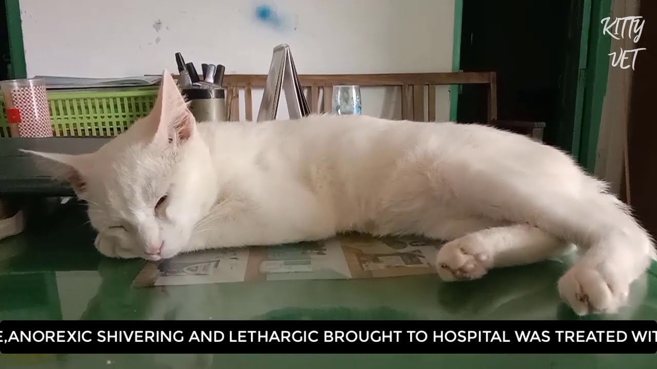 Treatment of cute Tom taken to veterinary Hospital - YouTube