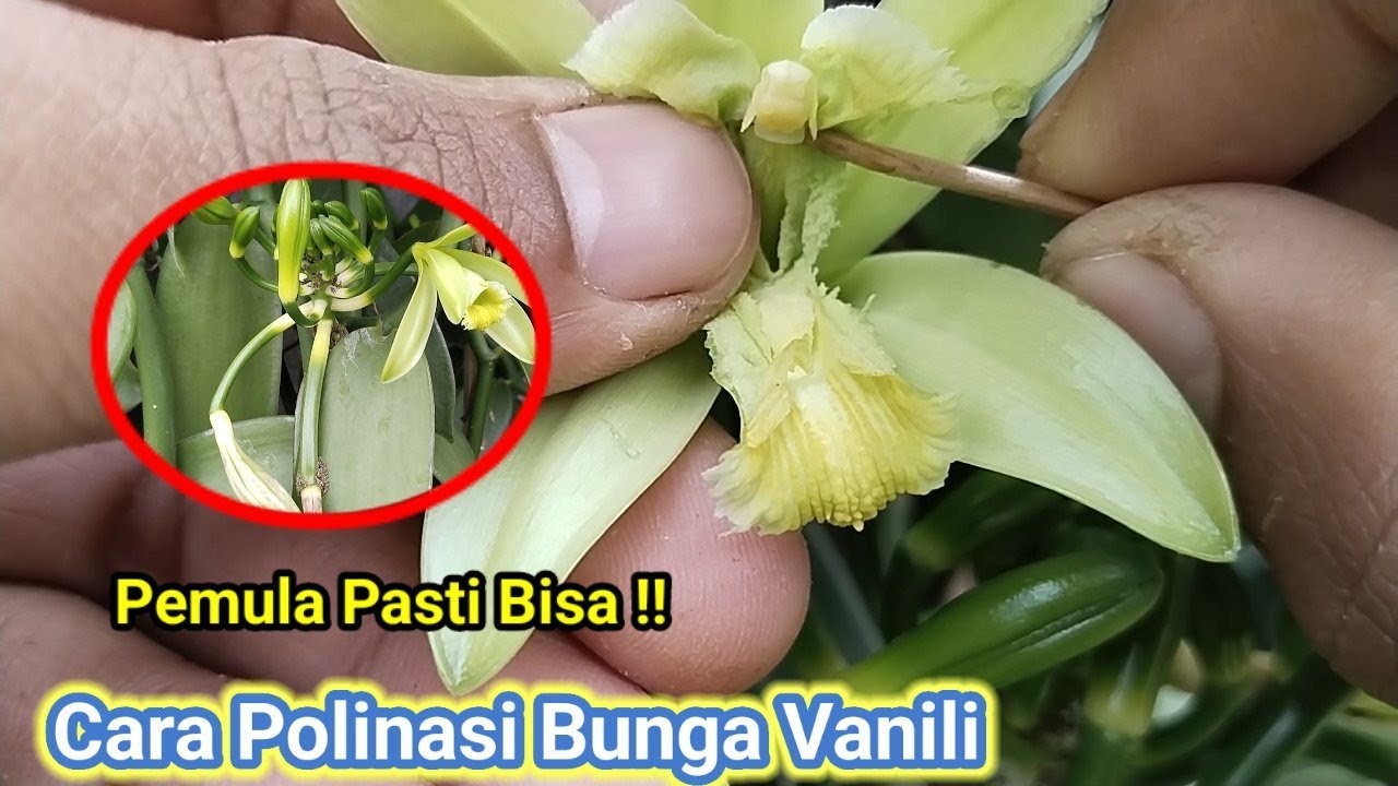 Pemula Pasti Bisa !! Cara Polinasi Bunga Vanili || Cara mengawinkan ...