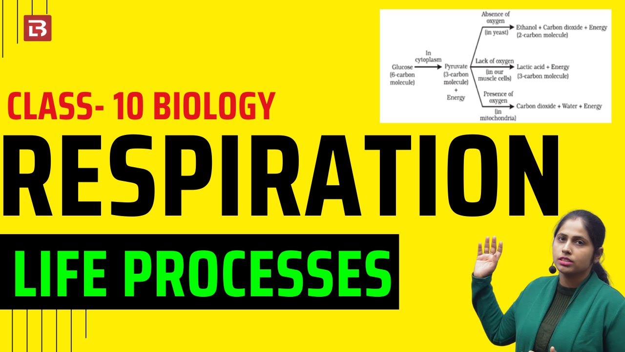 Respiration:- Ex 6.3 | Life Processes Chapter 1 | Class 10 Biology ...