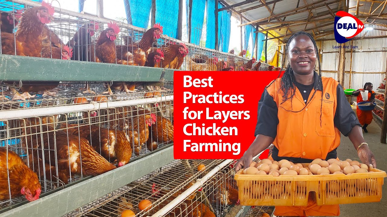 15 Best Practices for Layers Chicken Farming 🐔💼 | How Vet Oliver Makes ...