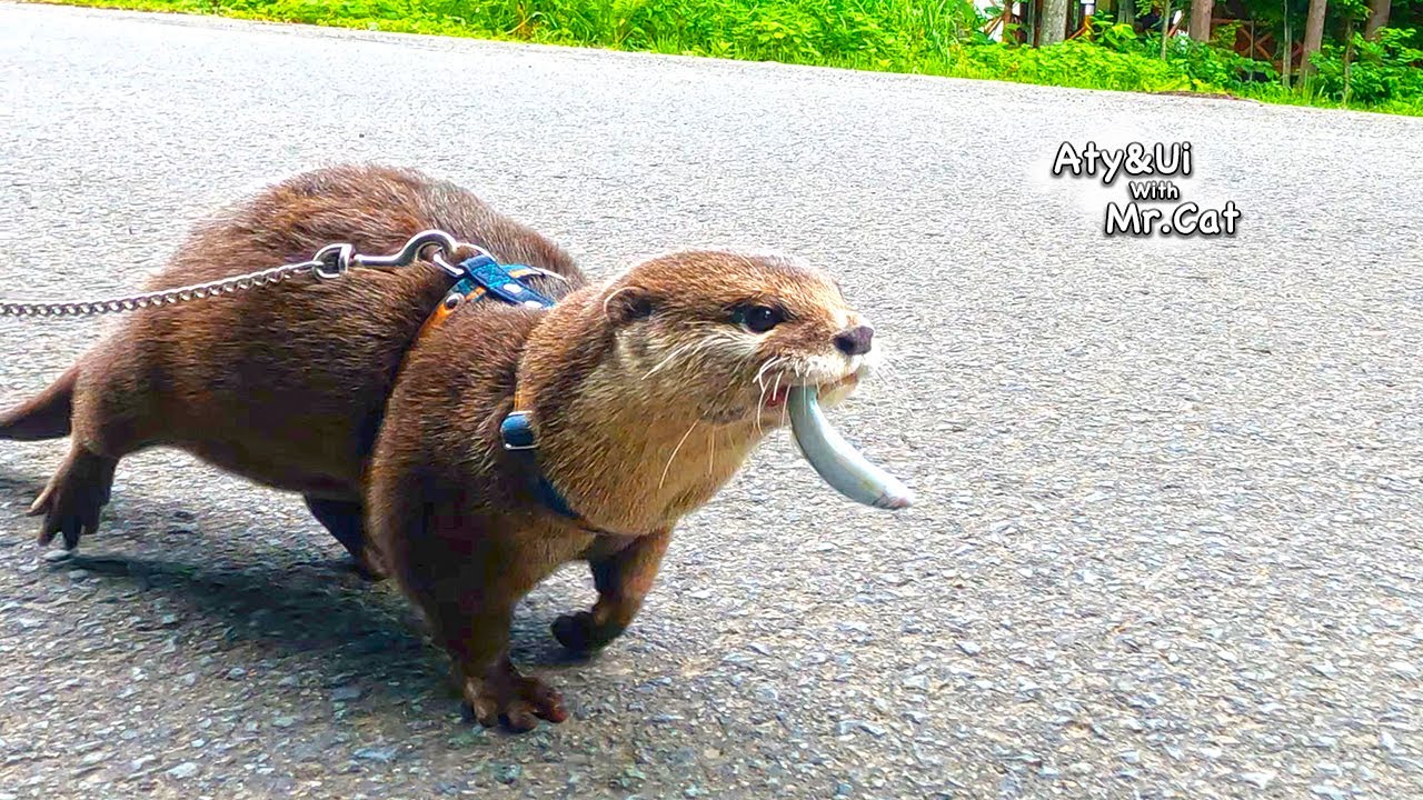 Otter Running to the River with Fish in His Mouth [Otter Life Day 869 ...