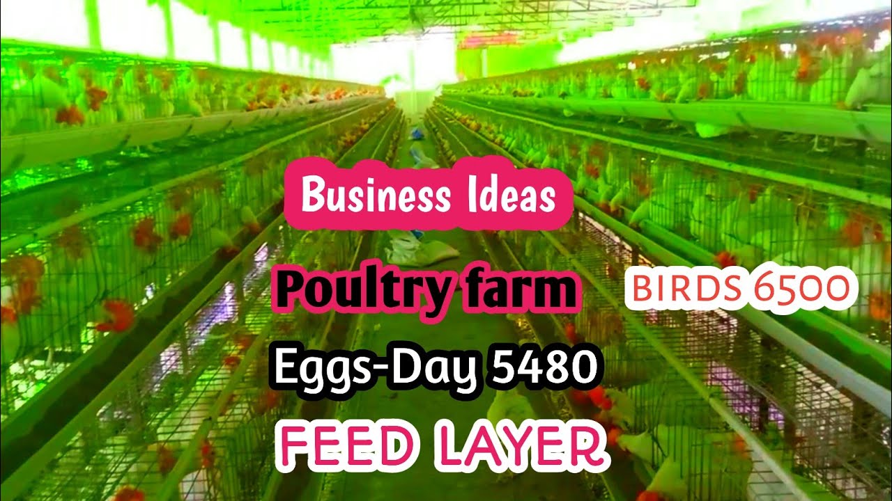New layer poultry farming | poultry farm| layer farming| Eggs pirce ...