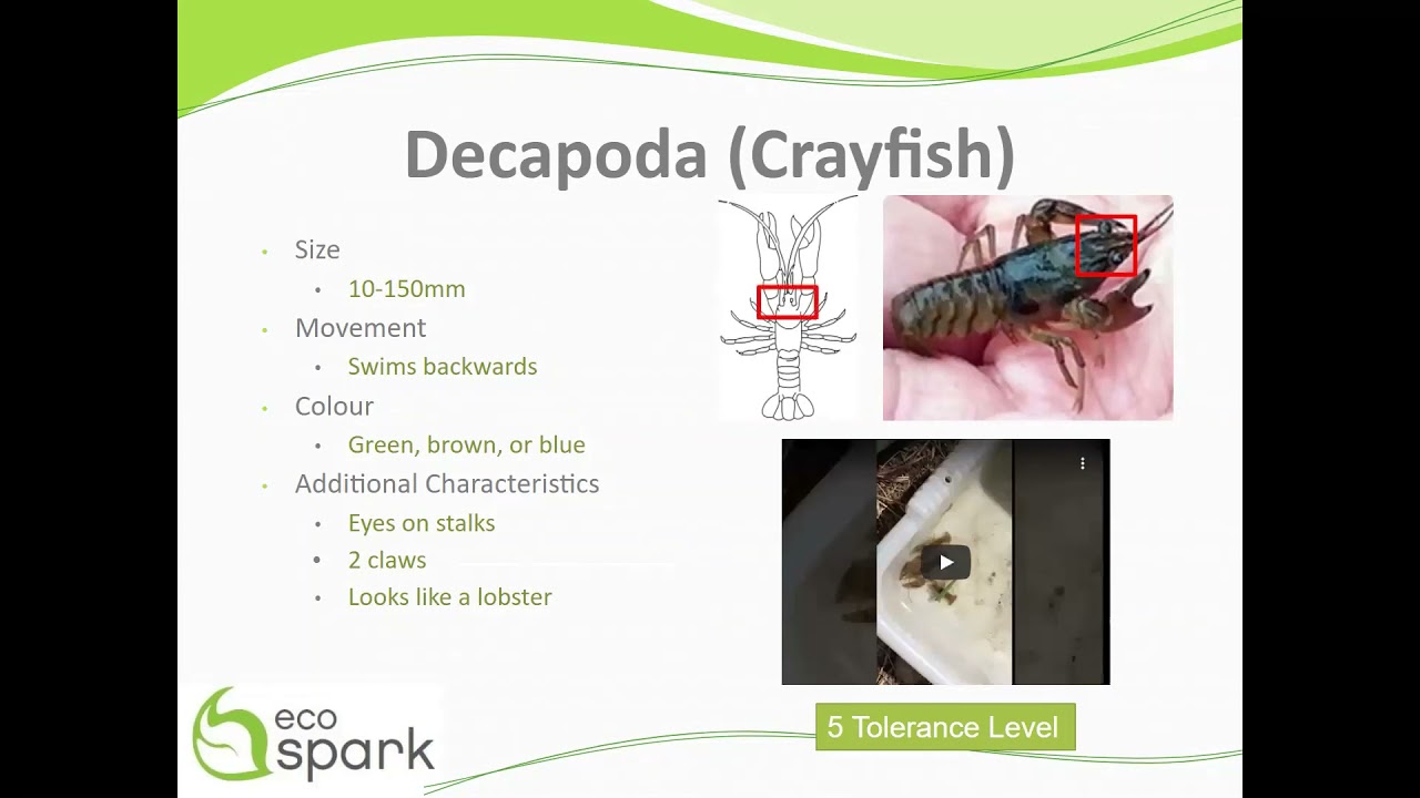 Crayfish (Decapoda) Key ID Features - YouTube