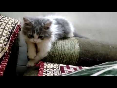 Best quality percian cat kitten for see by pets zoo - YouTube
