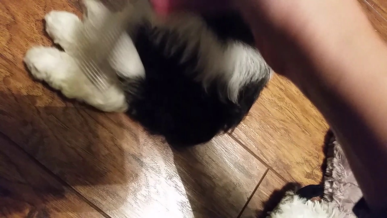 How To Groom A Shichon At Home at Mitzi Mcclain blog