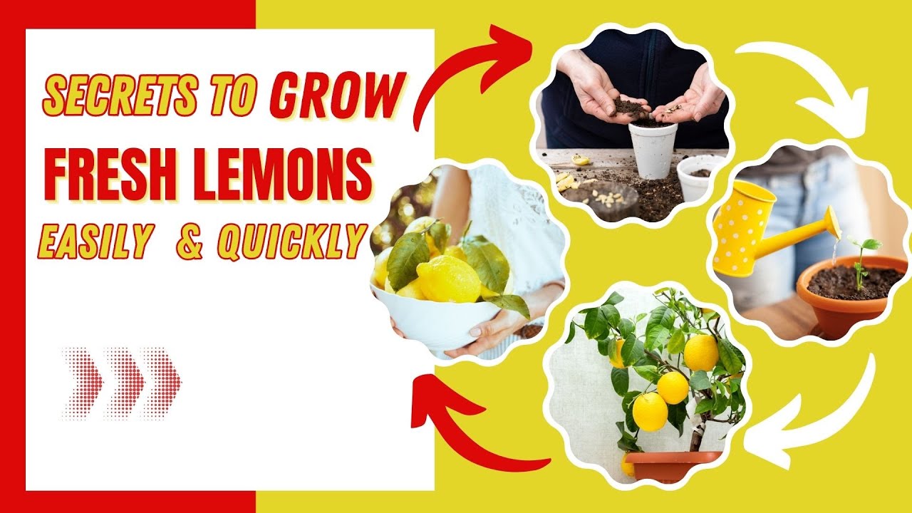 How To Grow Lemon At Home?? Secrets of Growing Lemons Easily & Quickly ...