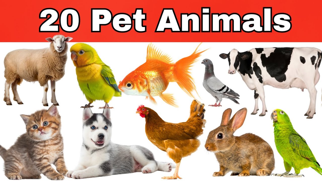 Pet Animals Names | Learn 20 Farm Animal Names In English - YouTube