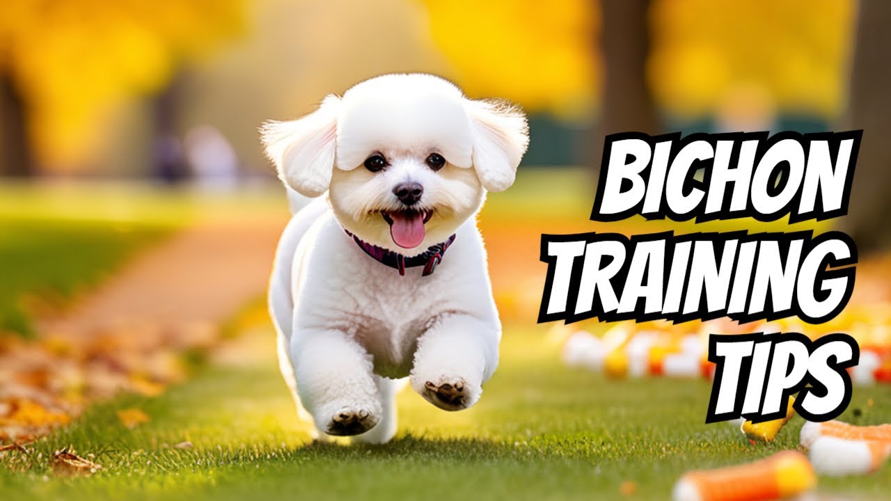 5 Tips for Training Your Bichon Frise - YouTube