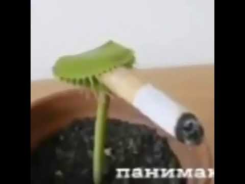 venus flytrap smoking a cigar - YouTube