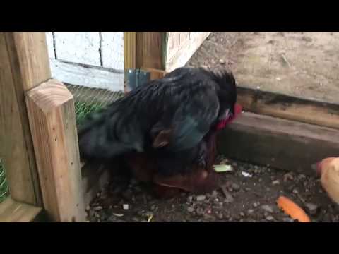 Chickens Mating Compilation