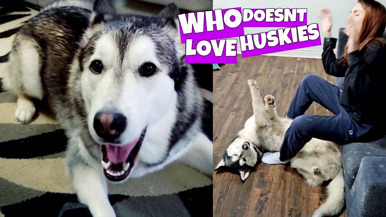 HUSKY MOMENTS | a HUSKY COMPILATION #husky #compilation - YouTube
