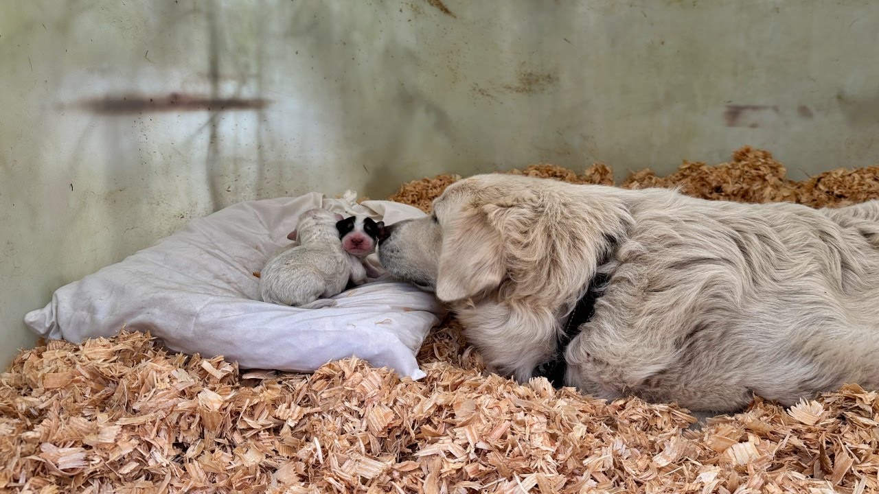 New Born Great Pyrenees Puppies Arrive on our Homestead! - YouTube