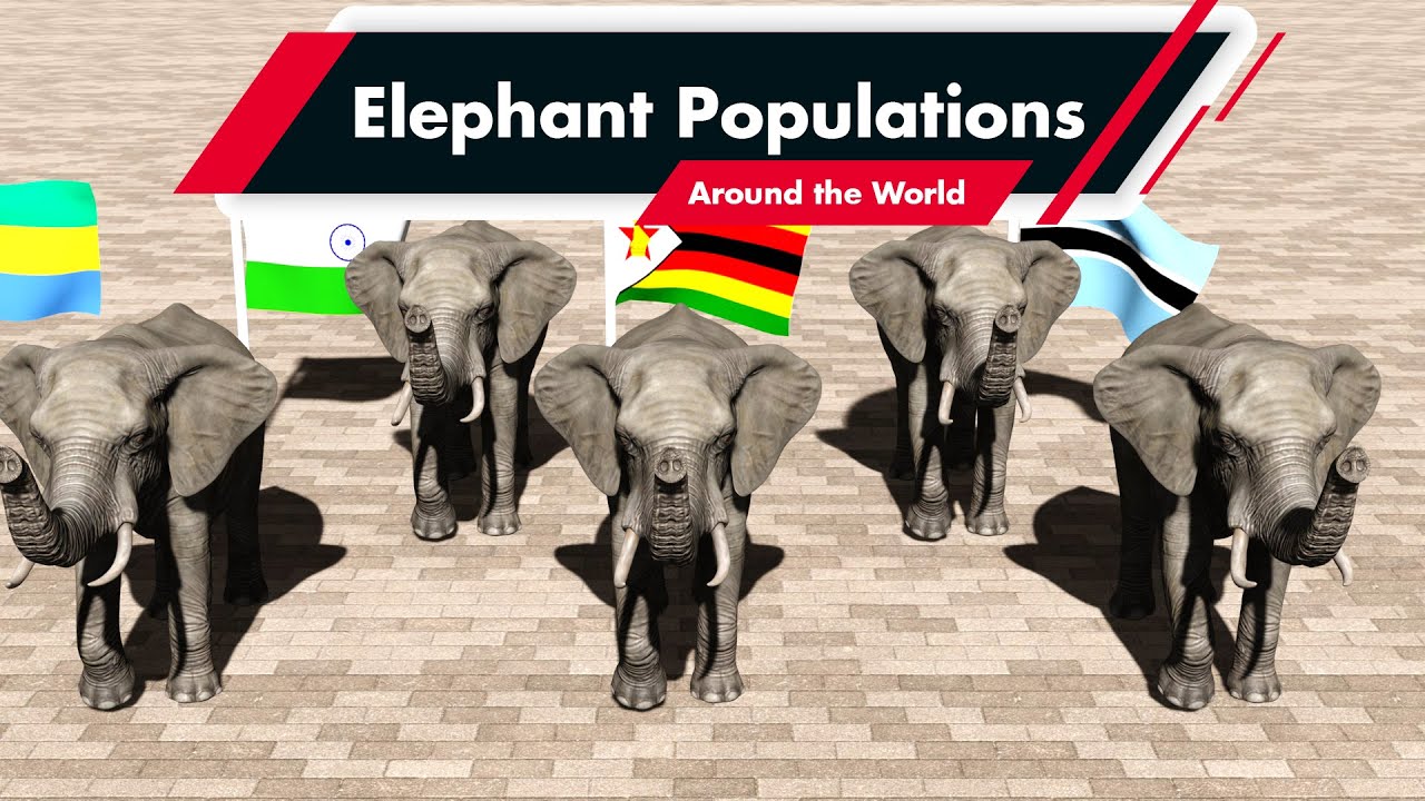 Elephant Numbers on the Rise: A Look at the Growing Populations Across ...