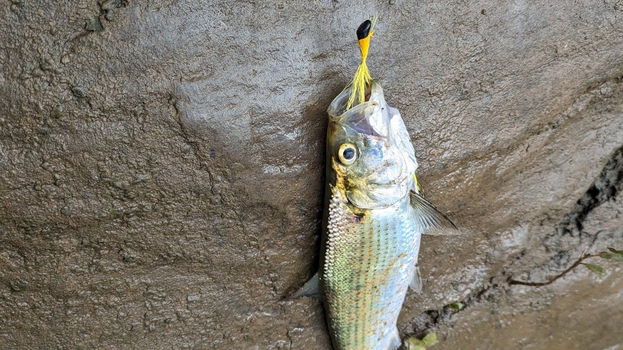 shad fishing at Chain Bridge after 24 hours nonstop rain - YouTube