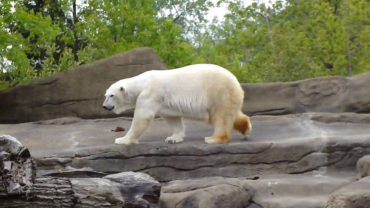 Pacing Polar Bear - YouTube