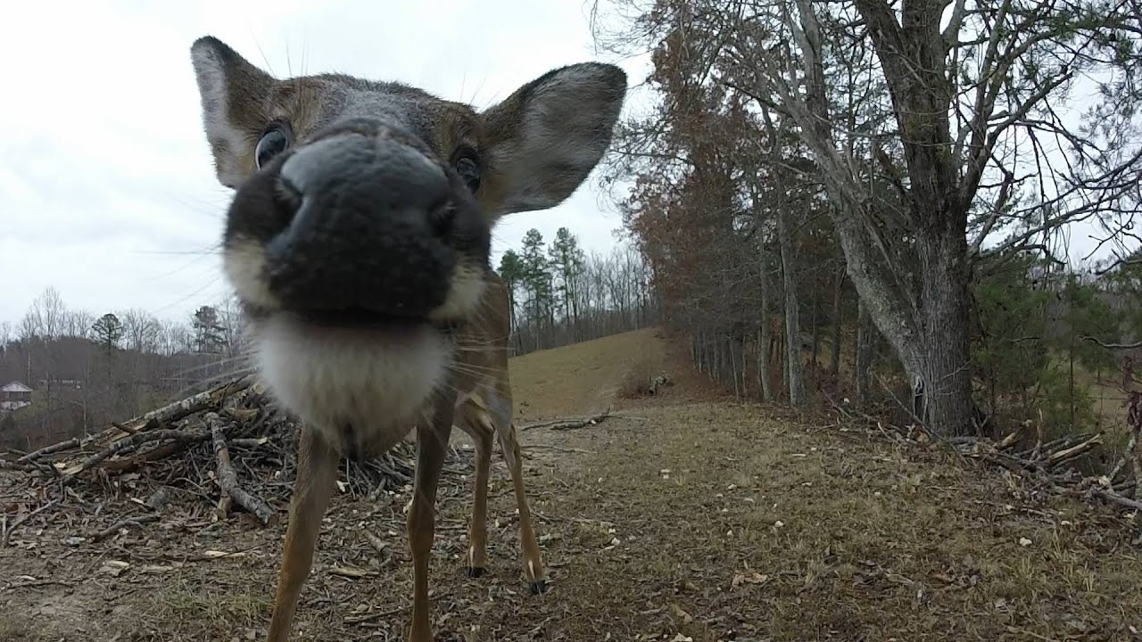 Eastern Ky Wildlife #1 Young Buck - YouTube