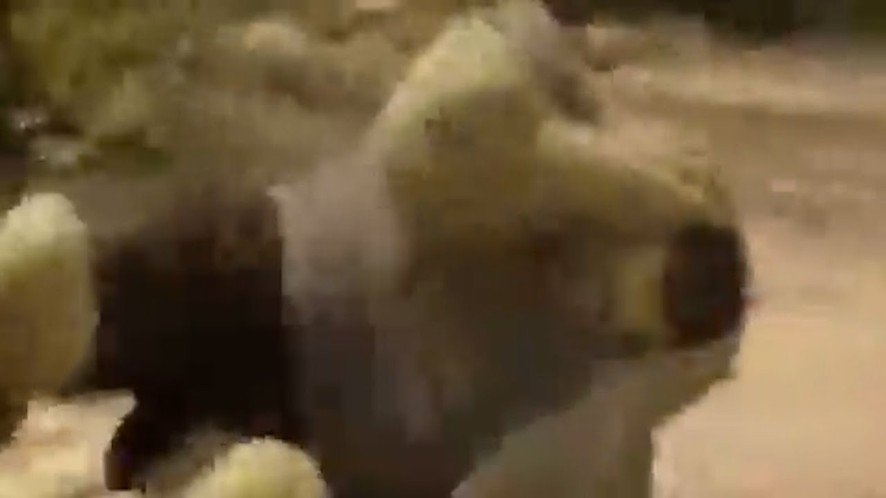 She-Hulk Clap - YouTube