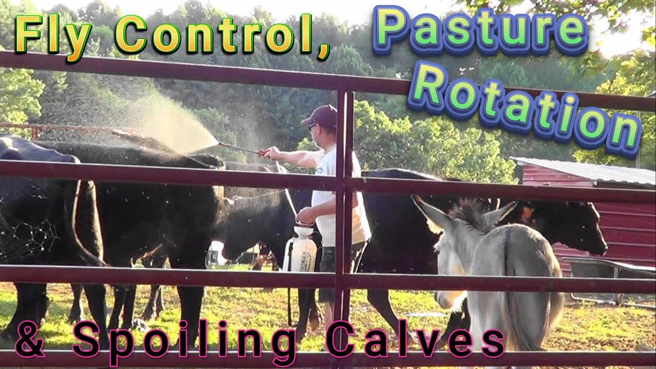 Fly control, pasture rotation and spoiling calves - YouTube