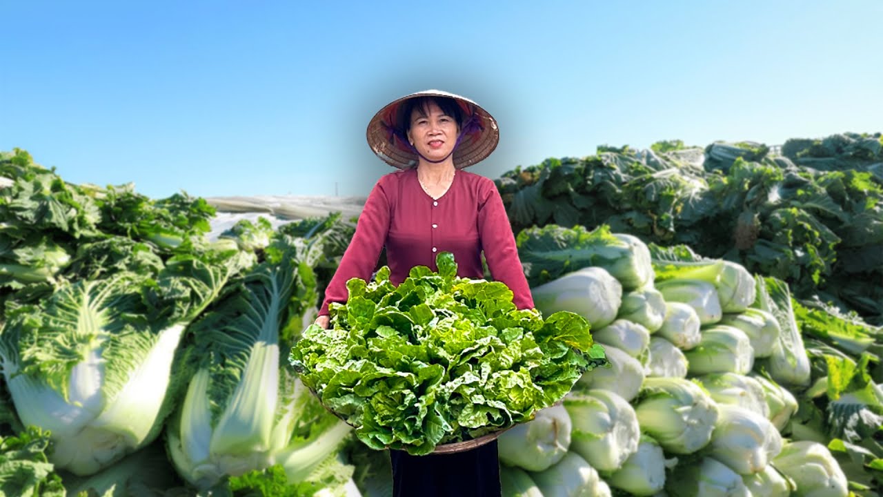 🥦 Farm Fresh: Napa Cabbage Harvest, Easy & Delicious Cabbage Recipe ...