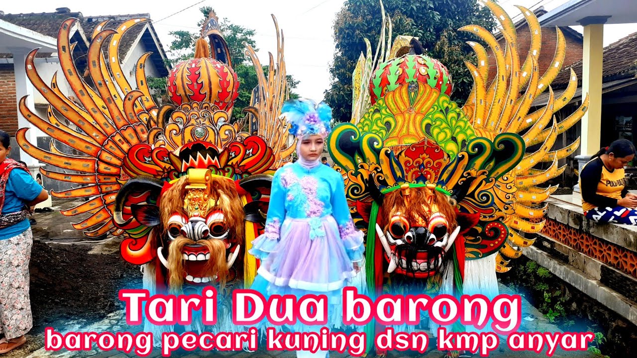 dua barong pecari kuning dsn kmp anyar gumuk live kandang dewe - YouTube