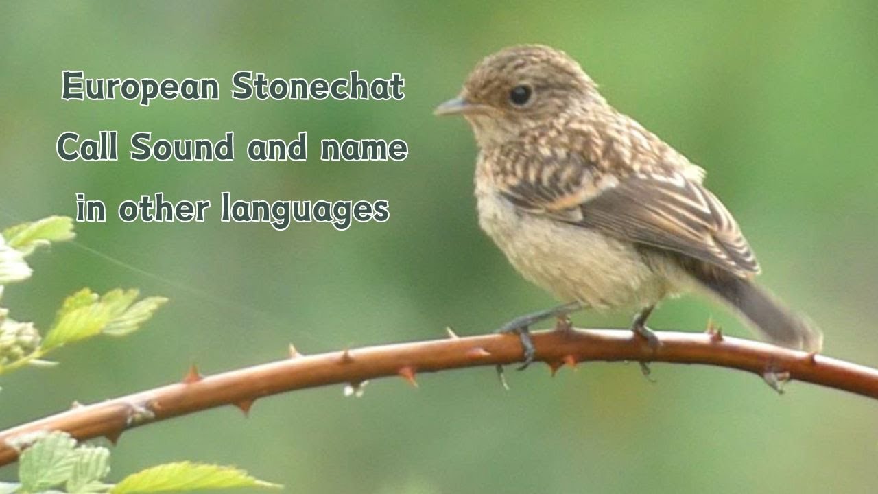 European Stonechat Call Sound and names in other languages - YouTube