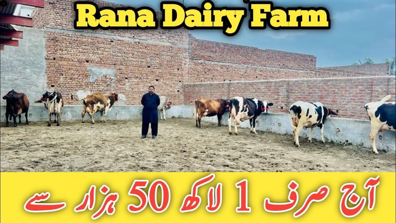 Rana Dairy Farm | Australian cows | Cross cows | Jani Best | 2 June ...