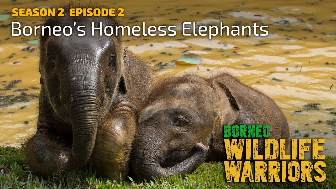 Borneo’s Homeless Elephants | Borneo Wildlife Warriors | S02E02 | [UHD ...