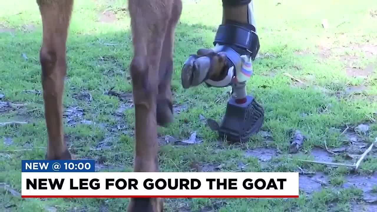 Goat receives prosthetic limb thanks to 9-year-old girl - YouTube