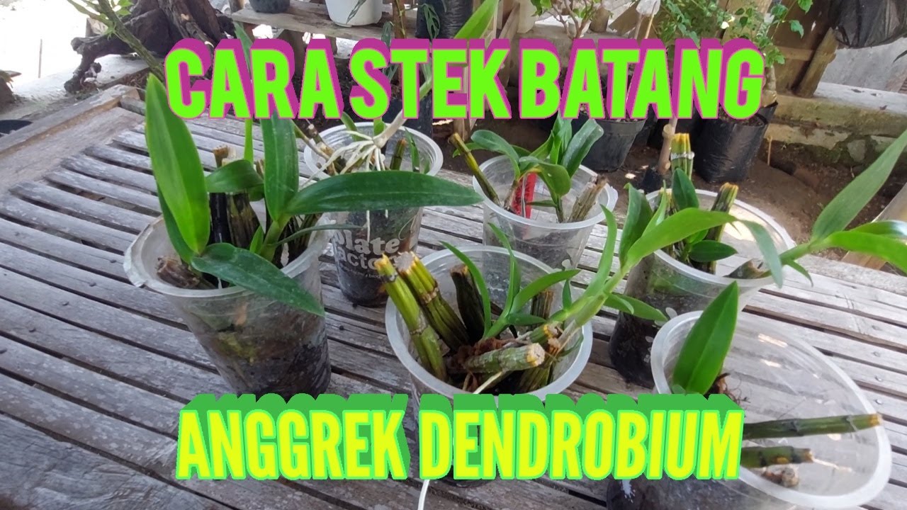 CARA MEMPERBANYAK BUNGA ANGGREK DARI BATANG // STEK BATANG @DBB CHANEL ...