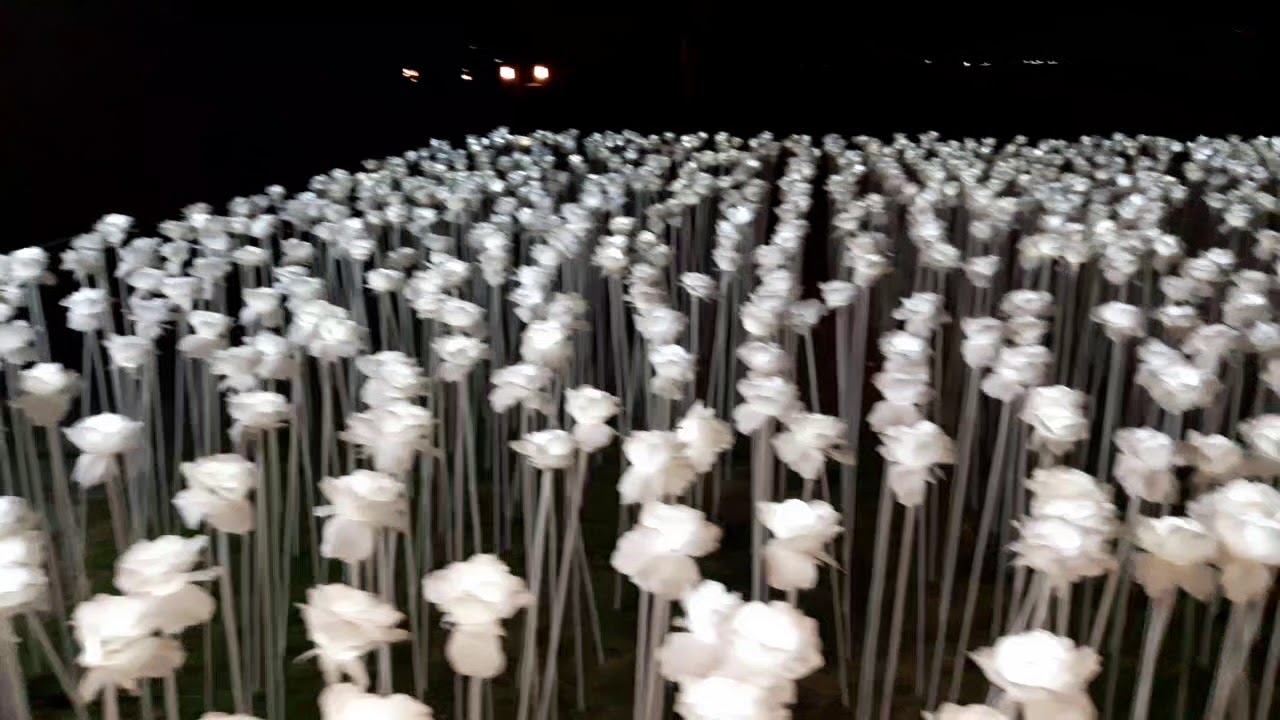 10000 Rose, Cebu - YouTube