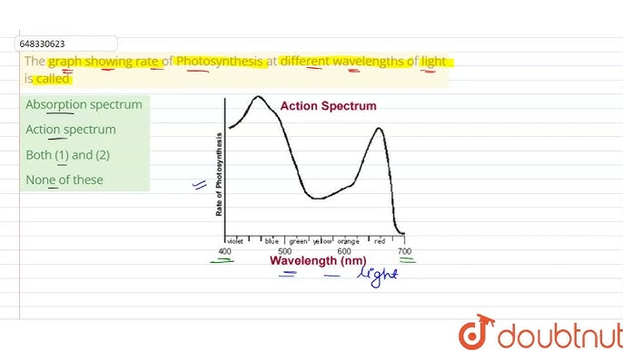 Photosynthesis Light Spectrum Chart Small Polyp Stony Coral And Light