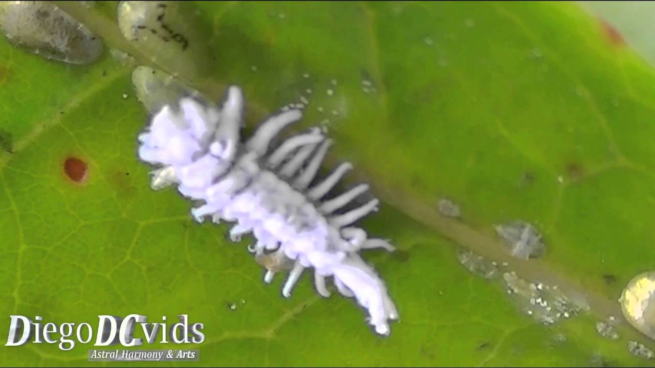 Rice mealybugs - YouTube