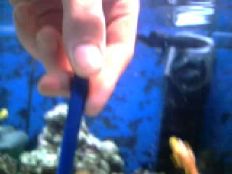 Clown Fish Attack - YouTube