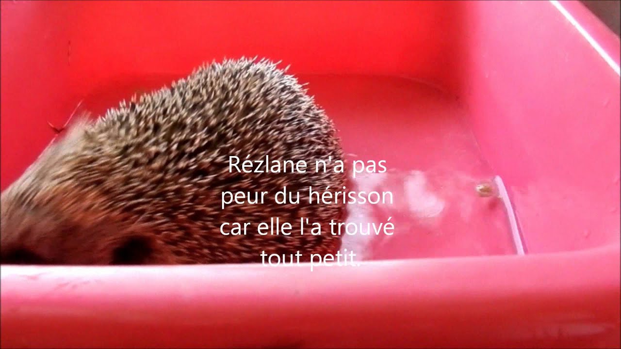 Le hérisson - YouTube