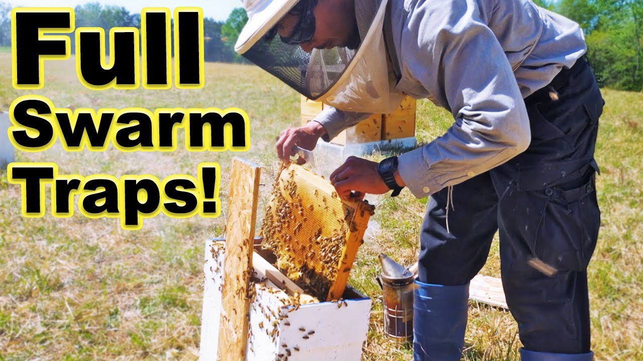 Moving Bees & Catching Swarms - YouTube