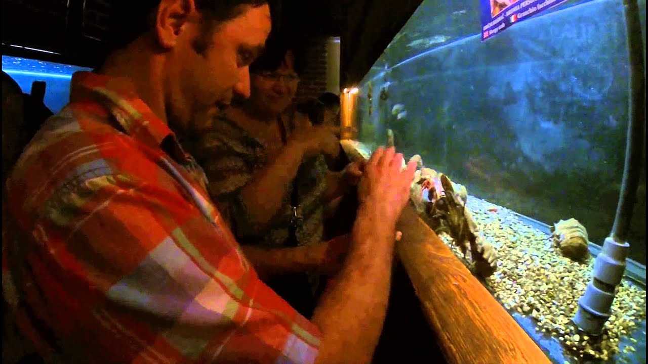 Aquarium Split, Croatia 2014 - YouTube