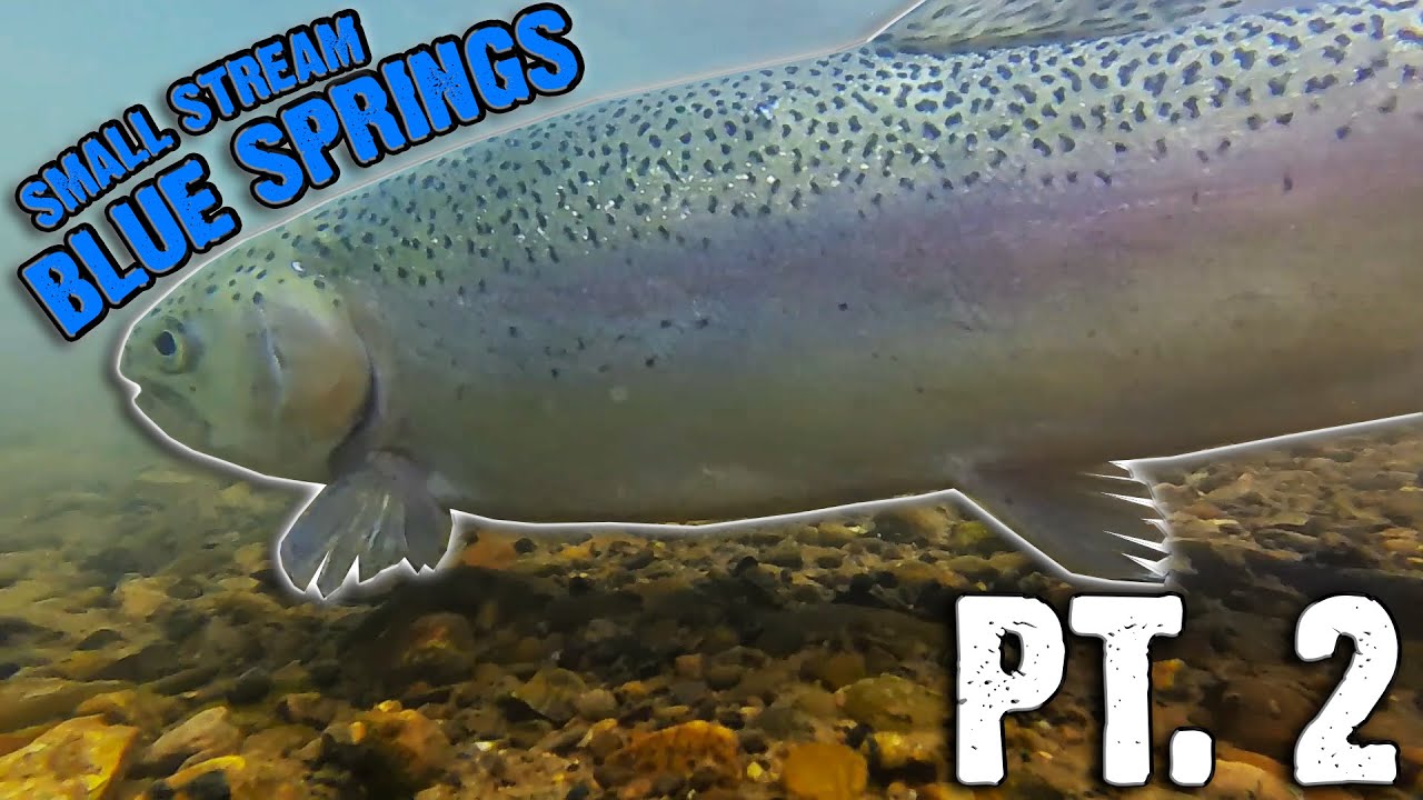 BLUE SPRINGS Small Stream TROUT FISHING PART 2! - YouTube