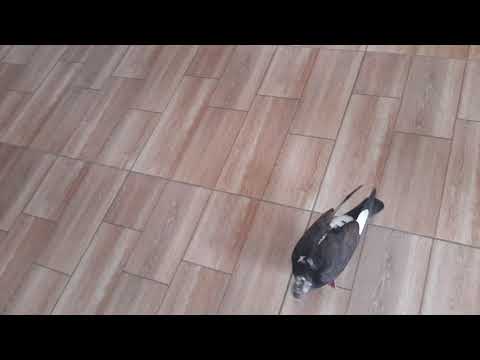 Misafirim bu günde geldi burgurunu yedi malisef pisi pisini yaptı ve yuvasına döndü